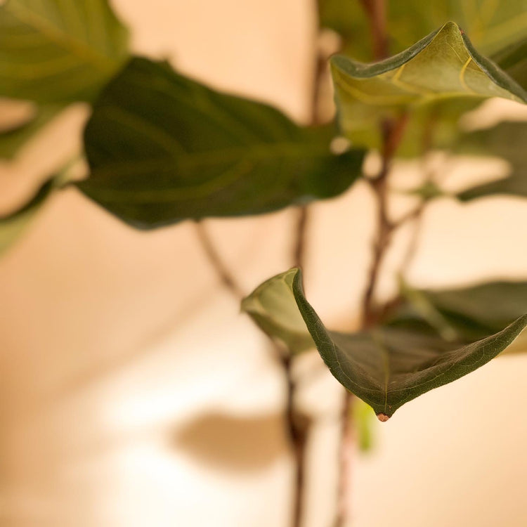 RePlenish Zero Waste – Re:Plenish